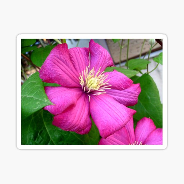 "Clematis" Sticker for Sale by beleja | Redbubble