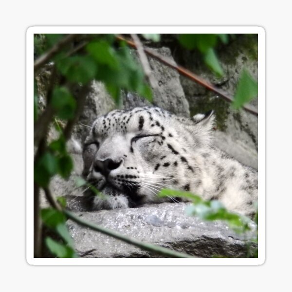 "SNOW LEOPARD" Sticker by RachelMacht | Redbubble