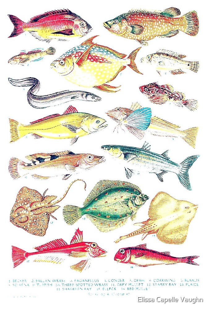 "Scientific Illustration of Fish" by Elissa Capelle Vaughn | Redbubble