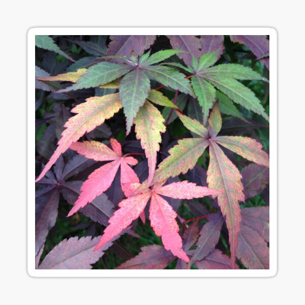 "Rasta Japanese Maple" Sticker for Sale by Haywireartist | Redbubble
