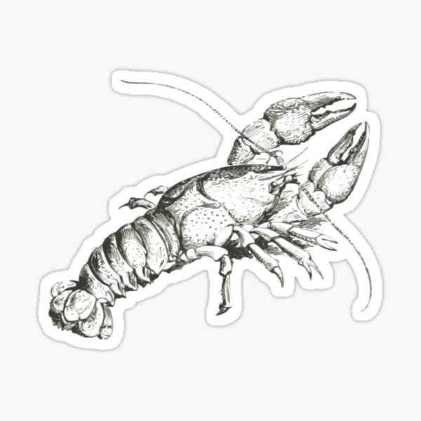 "crayfish lobster vintage illustration" Sticker by MiraNomegusta ...