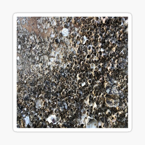 "Barnacle Boy" Sticker for Sale by dancingcrumb | Redbubble