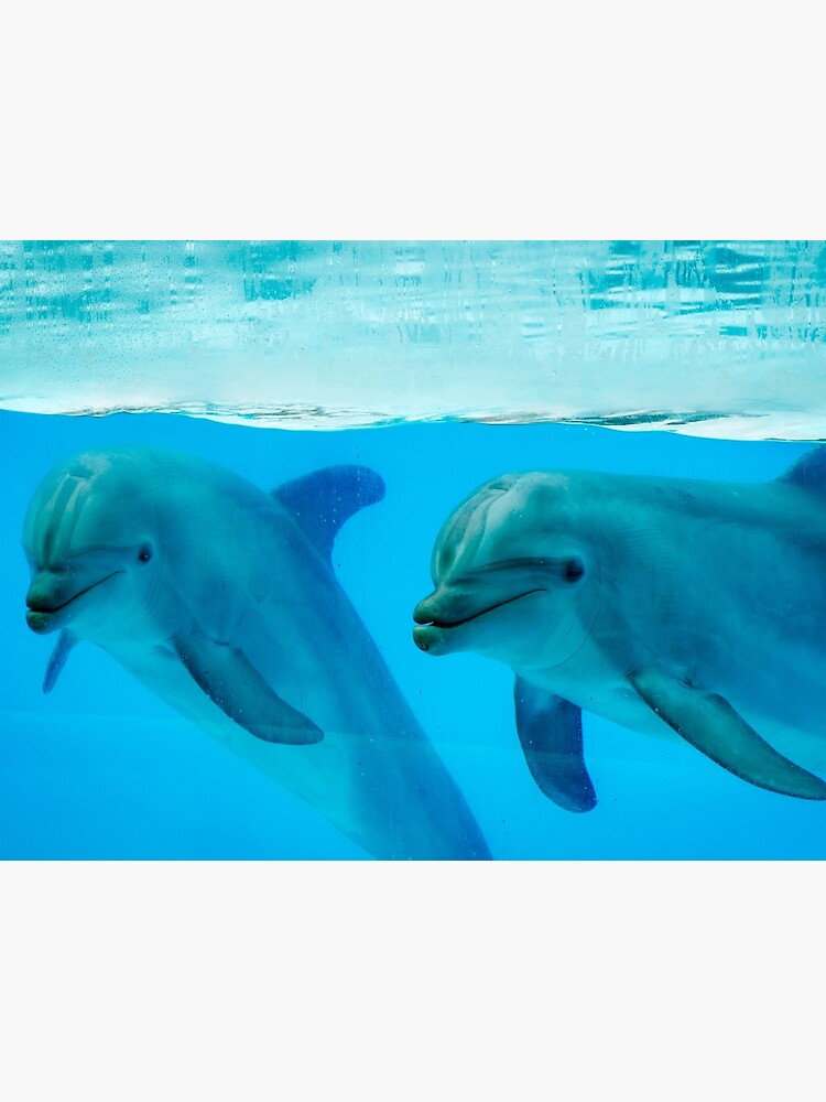 Lámina fotográfica « Mamífero extinto, Delfín blanco de Baiji, extinto ...