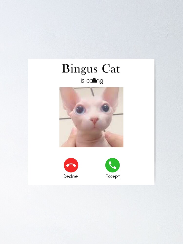 Póster «Bingus Cat está llamando, Bingus cat memes» de Aymanerachif ...