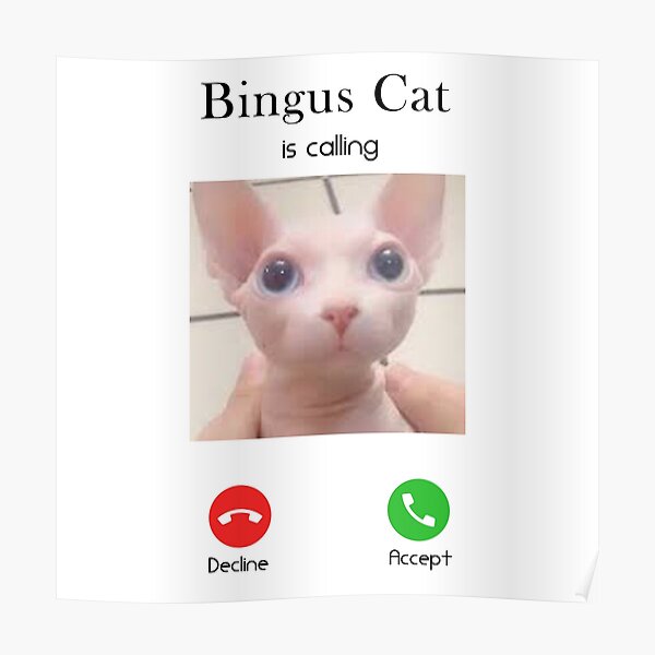 Póster «Bingus Cat está llamando, Bingus cat memes» de Aymanerachif ...