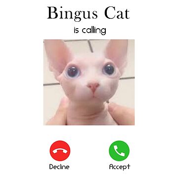 "Bingus Cat is calling, Bingus cat memes" Photographic Print for Sale ...