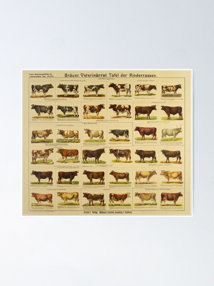 "Collage Cattle Or Cow" Poster for Sale by 72janafrueh | Redbubble