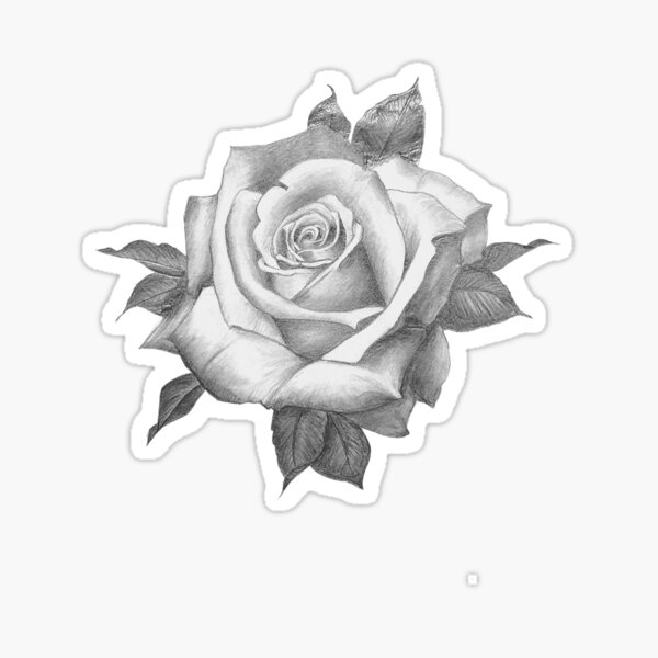 "Rose (pencil drawing)" Sticker by A3sali | Redbubble