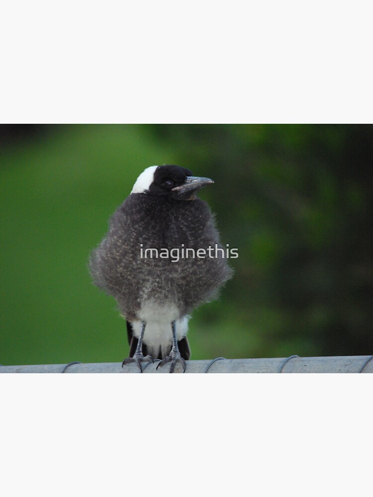 "Fluffy Baby Magpie" Sticker for Sale by imaginethis | Redbubble