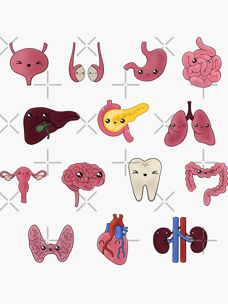 "Kawaii Medical Organs - Set of 14" Sticker for Sale by lulubeeart ...