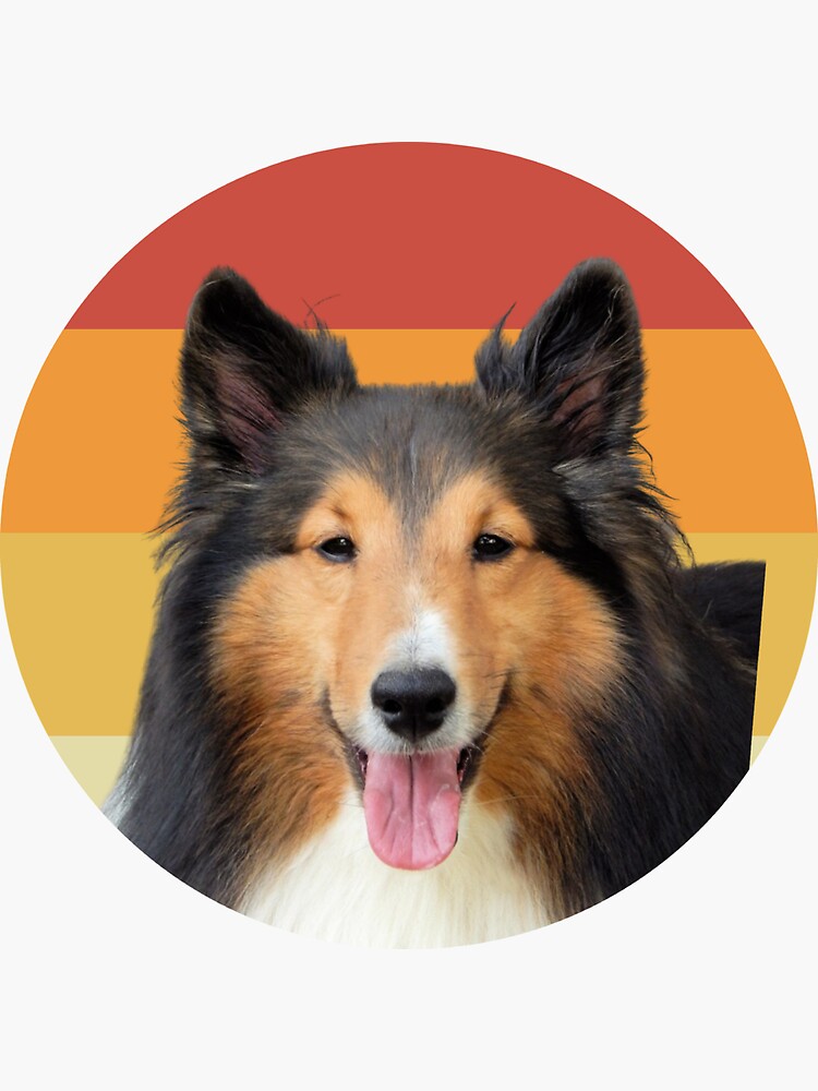 "funny shetland sheepdog dog vintage retro sheltie face" Sticker for ...