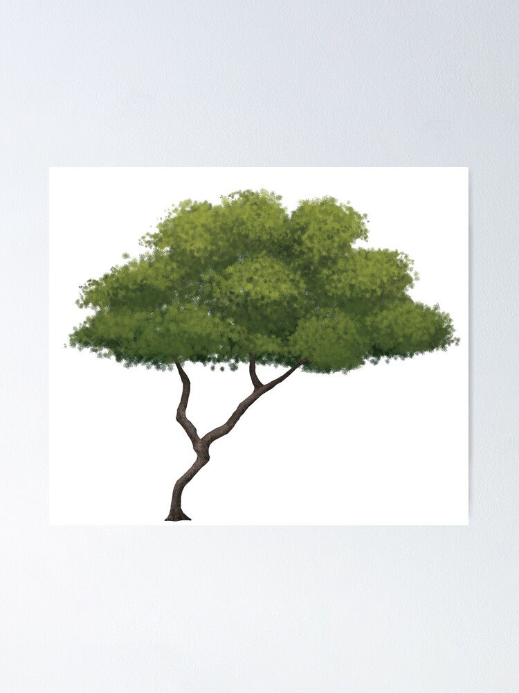 "Tepeguaje Tree" Poster for Sale by Inuyasha907 | Redbubble