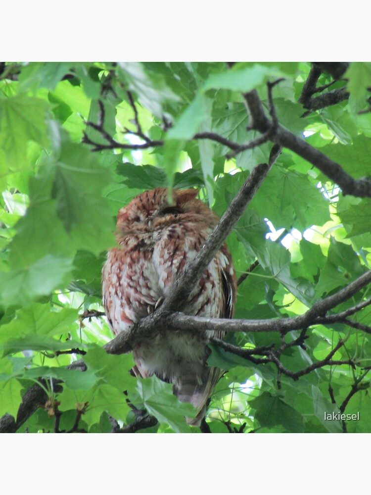 Pegatina «Búho de chillido en el árbol» de lakiesel | Redbubble