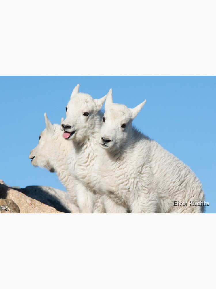 "Three-headed Goat" Sticker for Sale by Eivor | Redbubble
