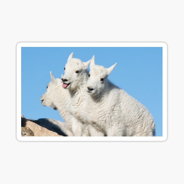 "Three-headed Goat" Sticker for Sale by Eivor | Redbubble