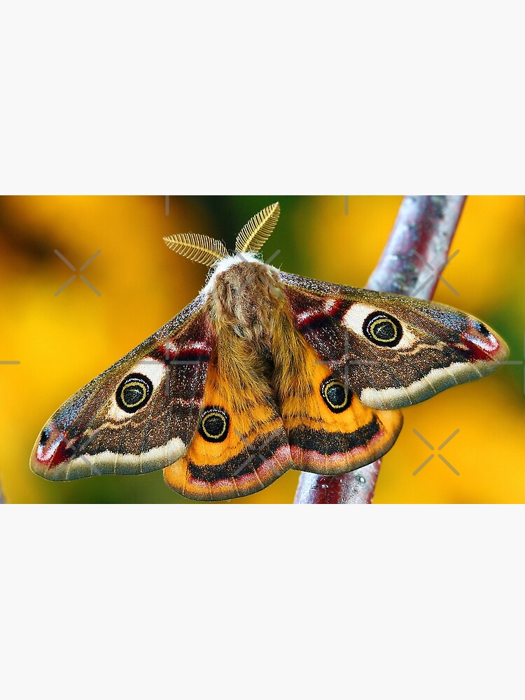 "national moth week" Poster for Sale by swag-store | Redbubble