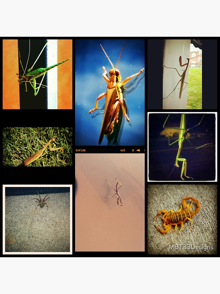 "Amazing Insect Collage" Sticker for Sale by MBT33Designs | Redbubble