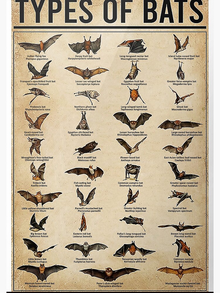 "Types Of Bats Poster" Poster for Sale by Kalinowska-0 | Redbubble