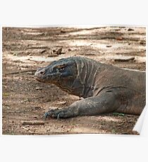 Komodo Dragon Posters | Redbubble