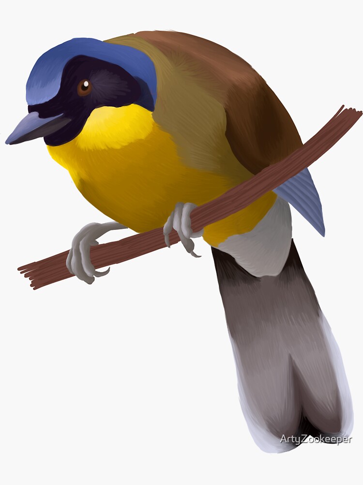"Blue crowned laughingthrush" Sticker for Sale by ArtyZookeeper | Redbubble