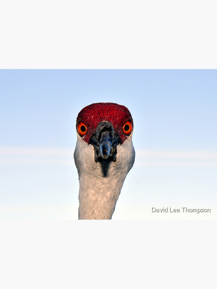 "Head shot" Sticker for Sale by dltphoto | Redbubble