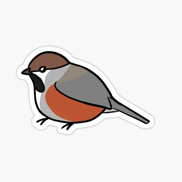 "Boreal Chickadee" Sticker for Sale by kbird1996 | Redbubble