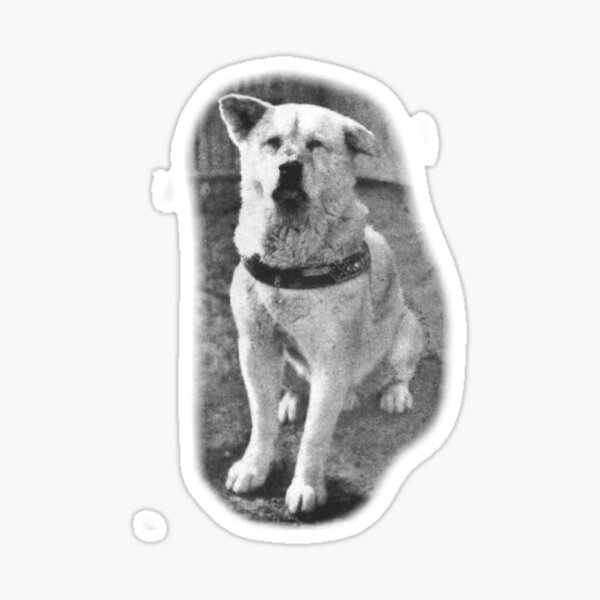"Hachiko Japanese Akita" Sticker for Sale by Pippy101216 | Redbubble