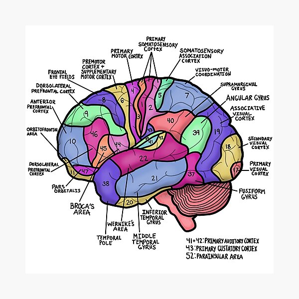 "Brain Brodmann’s areas" Photographic Print for Sale by Kru22 | Redbubble