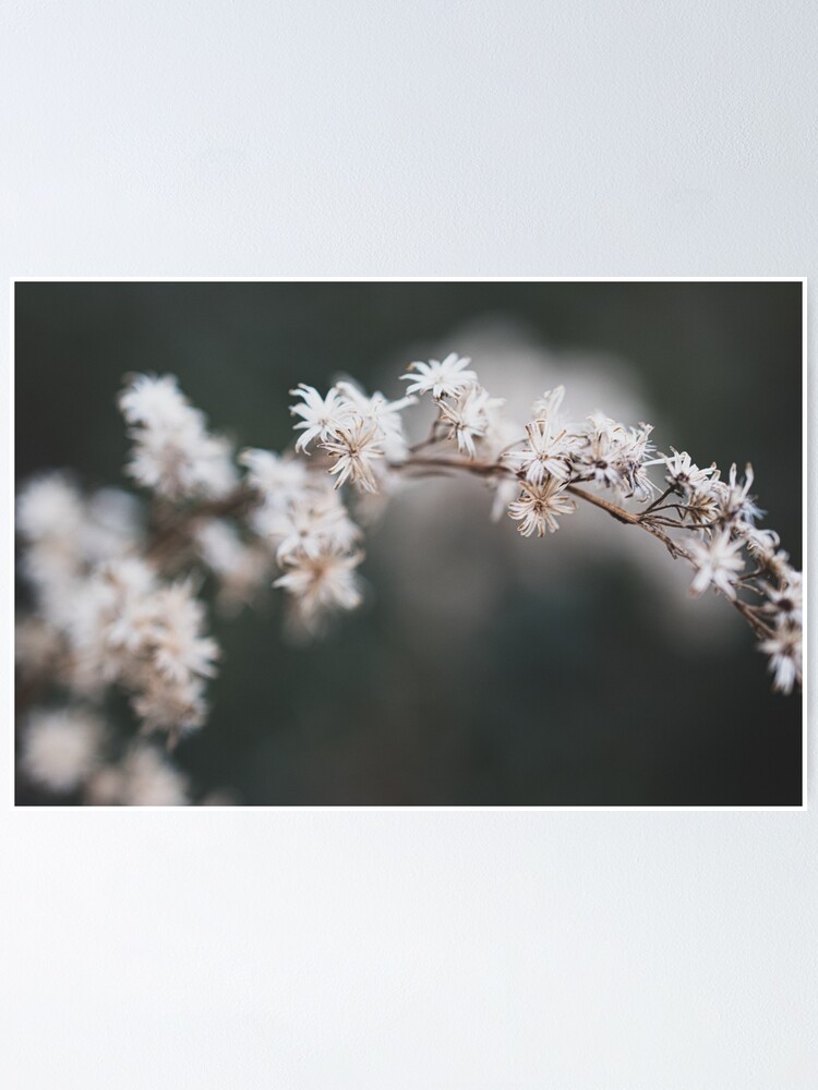"Delicate" Poster for Sale by hopspotphoto | Redbubble