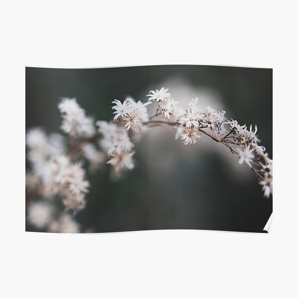 "Delicate" Poster for Sale by hopspotphoto | Redbubble