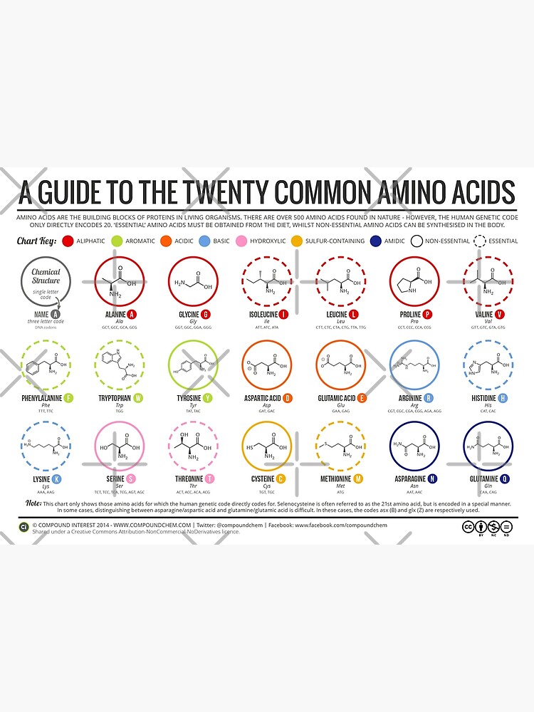 "Guide To 20 Common Amino Acids" Poster by ElvaWillson | Redbubble