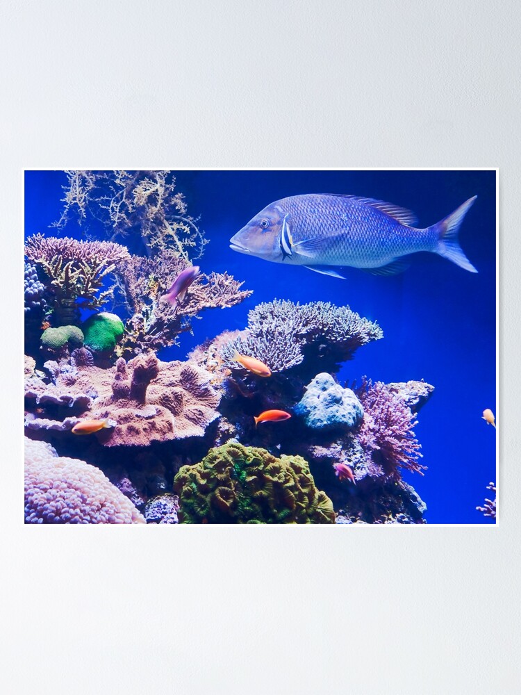 " Sea Creatures Prints Wall Art,,Marinelife,Ocean Art,Ocean Animals ...