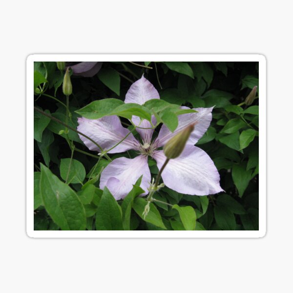 "Clematis" Sticker for Sale by jule1966 | Redbubble