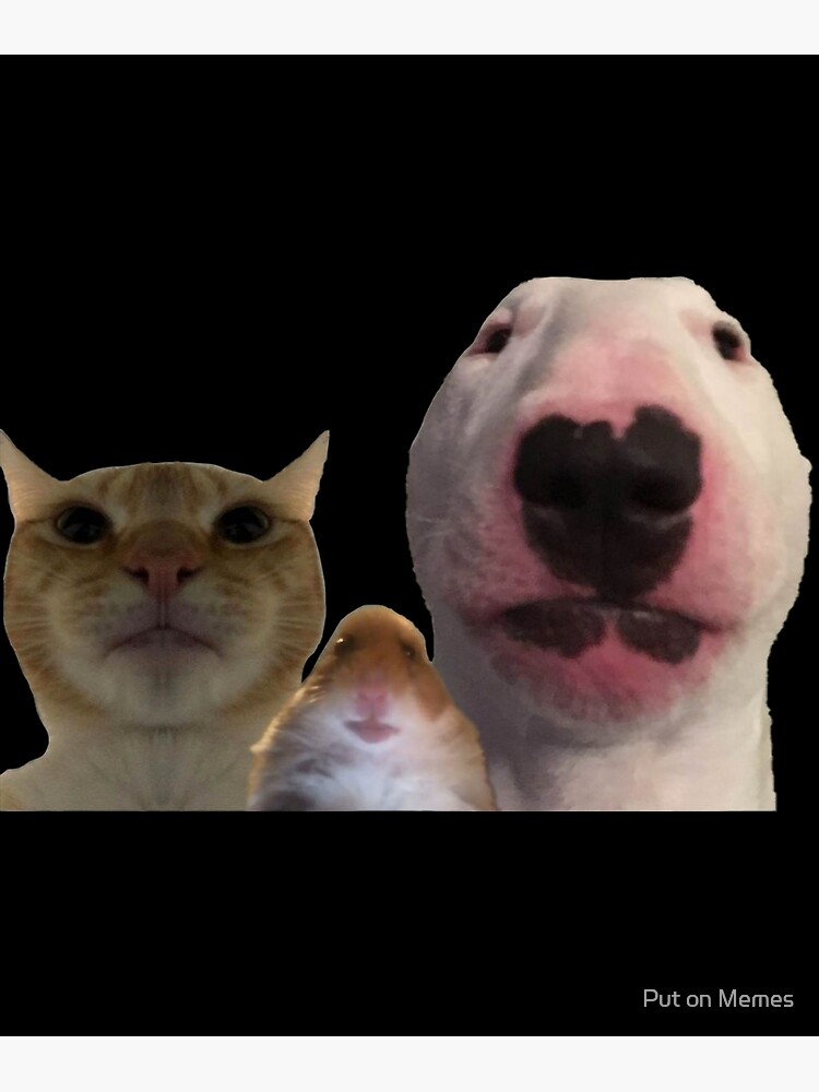 Lámina fotográfica «Elder Council Meme - Gato Hamster Walter» de ...
