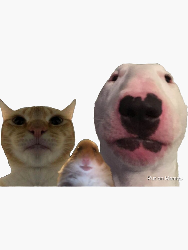 "Elder Council Meme - Cat Hamster Walter" Sticker for Sale by ...