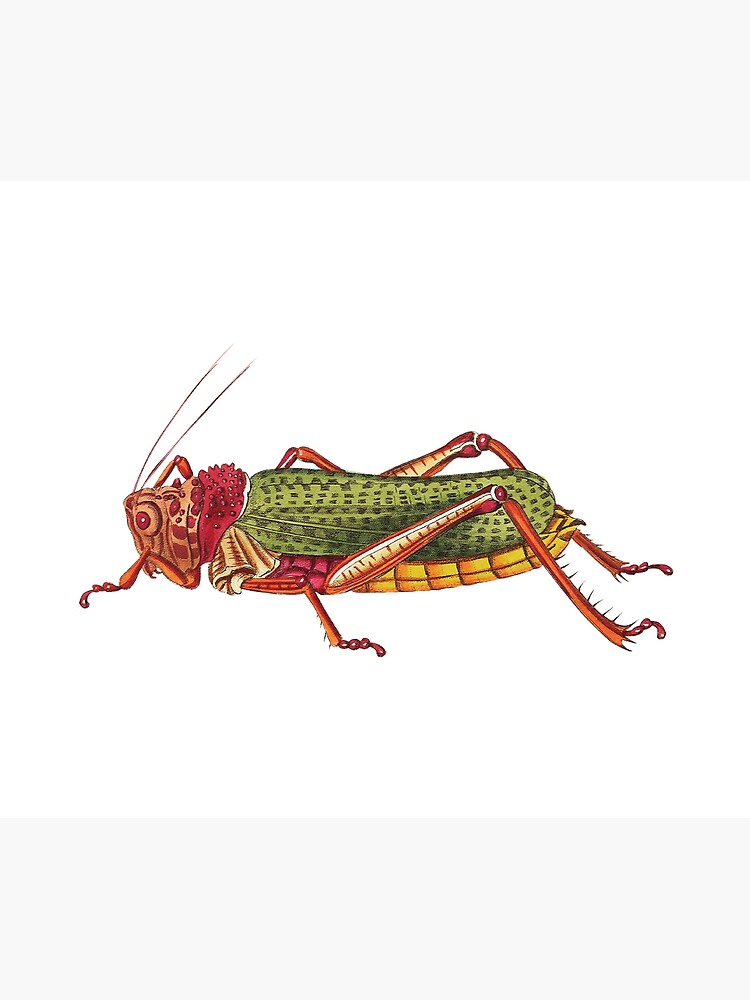 "Vintage illustrations of insects: Bug me - Number 1" Art Print by ...