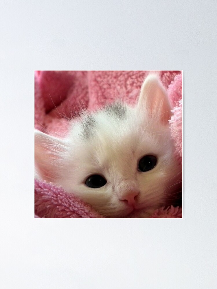 "Cute Kitten Cat" Poster by 365DaysDesire | Redbubble