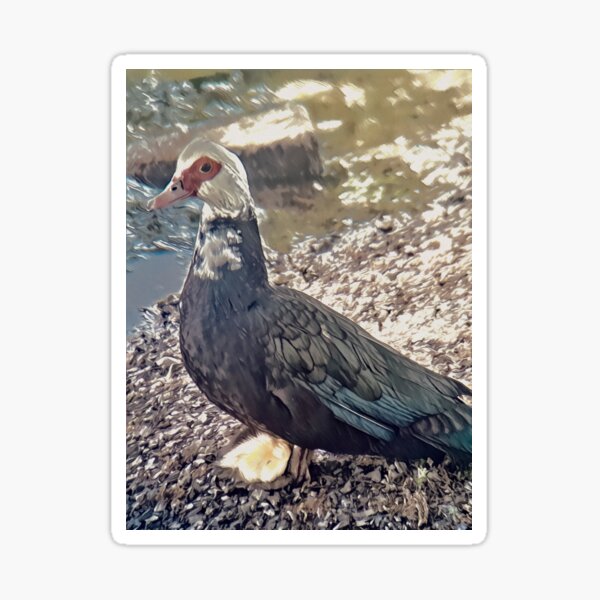 "Muscovy Ducks" Sticker by Mphulsey | Redbubble