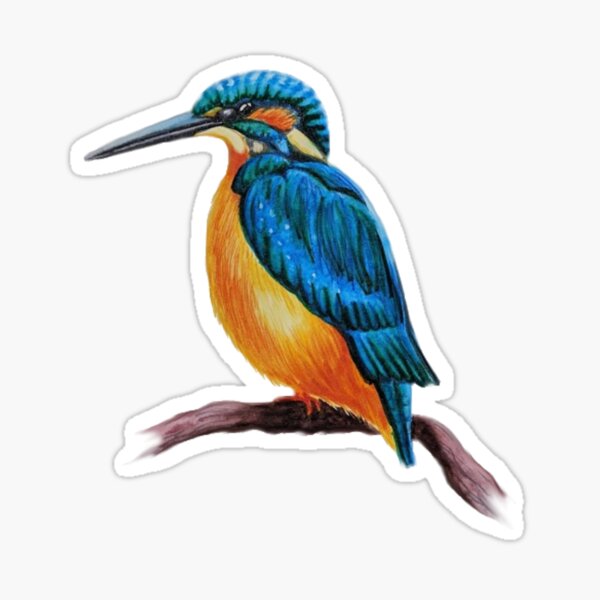 "Kingfisher" Sticker for Sale by MarketaB | Redbubble