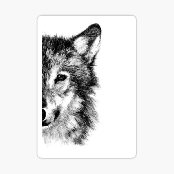 "Wolf Detailed Sketch Wild Nature Lover Pencil Hyperrealism Drawing ...