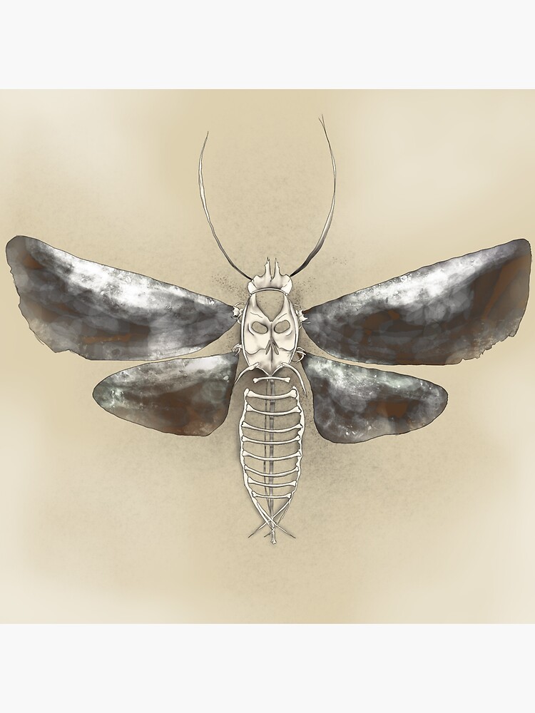 "Skeleton Moth" Sticker for Sale by helenfaye-art | Redbubble
