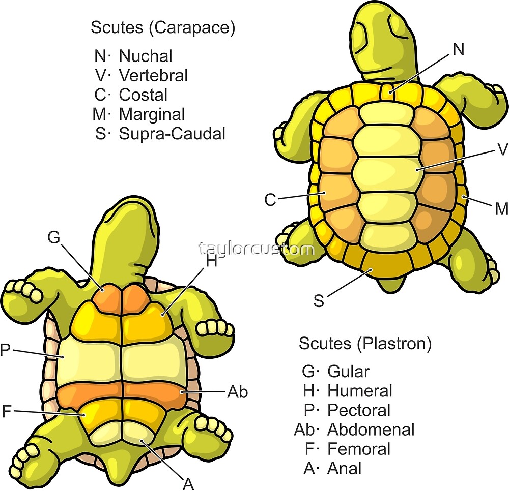 "Scutes of the Tortoise Shell Diagram" by taylorcustom | Redbubble