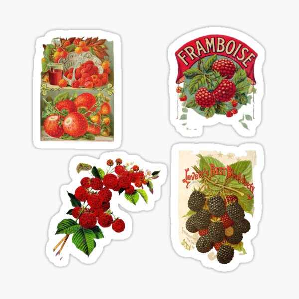 "Vibrant summer berries sticker pack" Sticker for Sale by KatJeudis ...