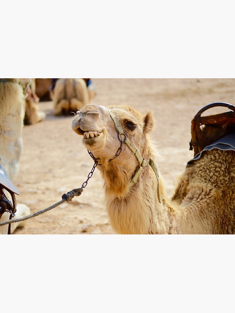 "Hump Day!" Poster for Sale by jeremyMitnick | Redbubble
