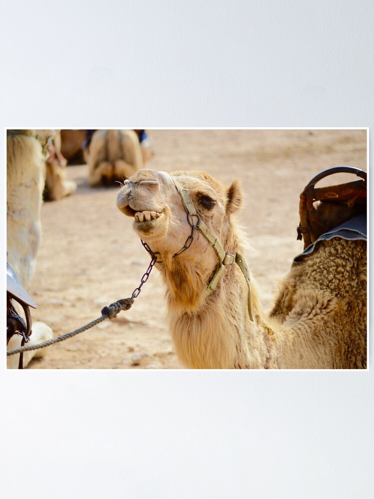 "Hump Day!" Poster for Sale by jeremyMitnick | Redbubble
