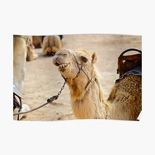 "Hump Day!" Poster for Sale by jeremyMitnick | Redbubble