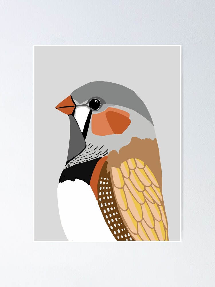 "Zebra Finch Artwork" Poster for Sale by AmandaMulder | Redbubble