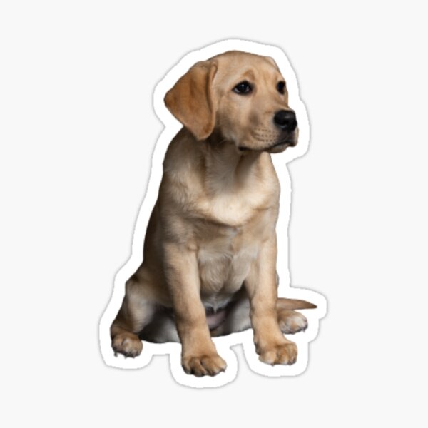 "Cute Labrador Puppy Design for Products" Sticker for Sale by ...
