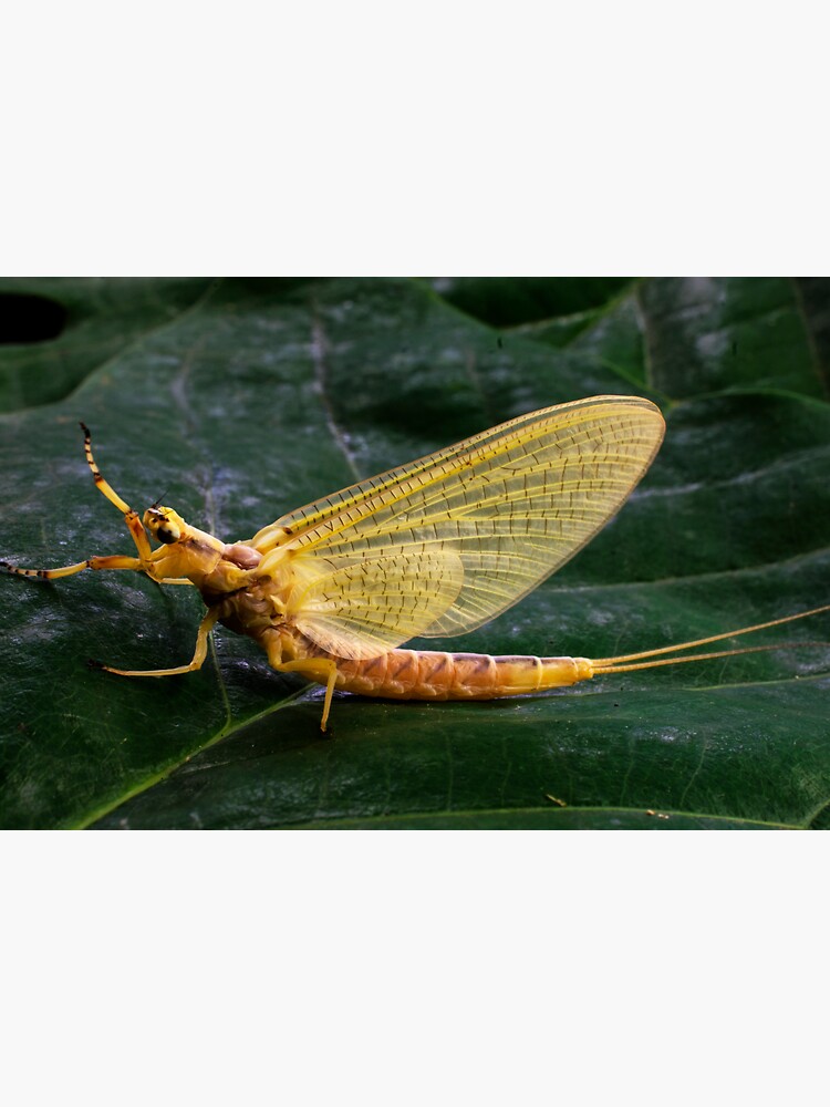 "Mayfly" Sticker for Sale by joesaladino | Redbubble