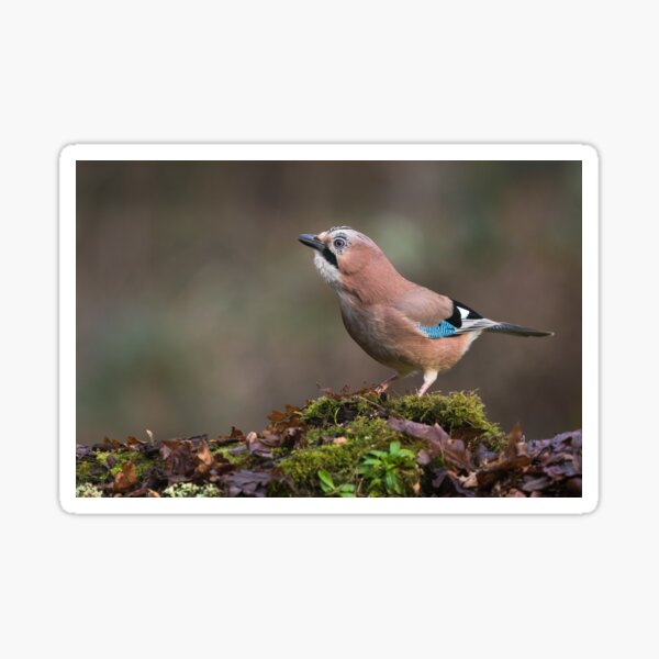 "Eurasian Jay" Sticker by alecpics | Redbubble